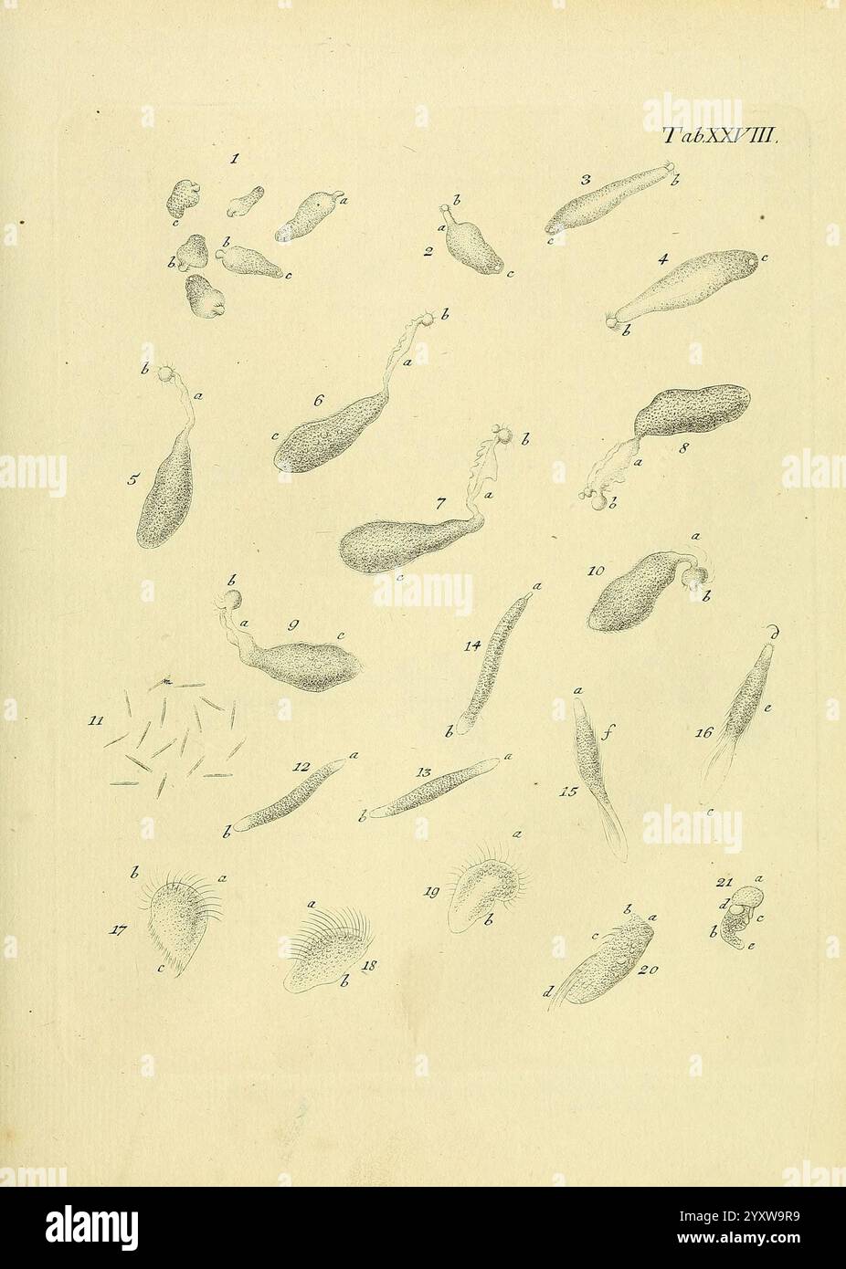 Suggesting reproductive stages hi-res stock photography and images - Alamy