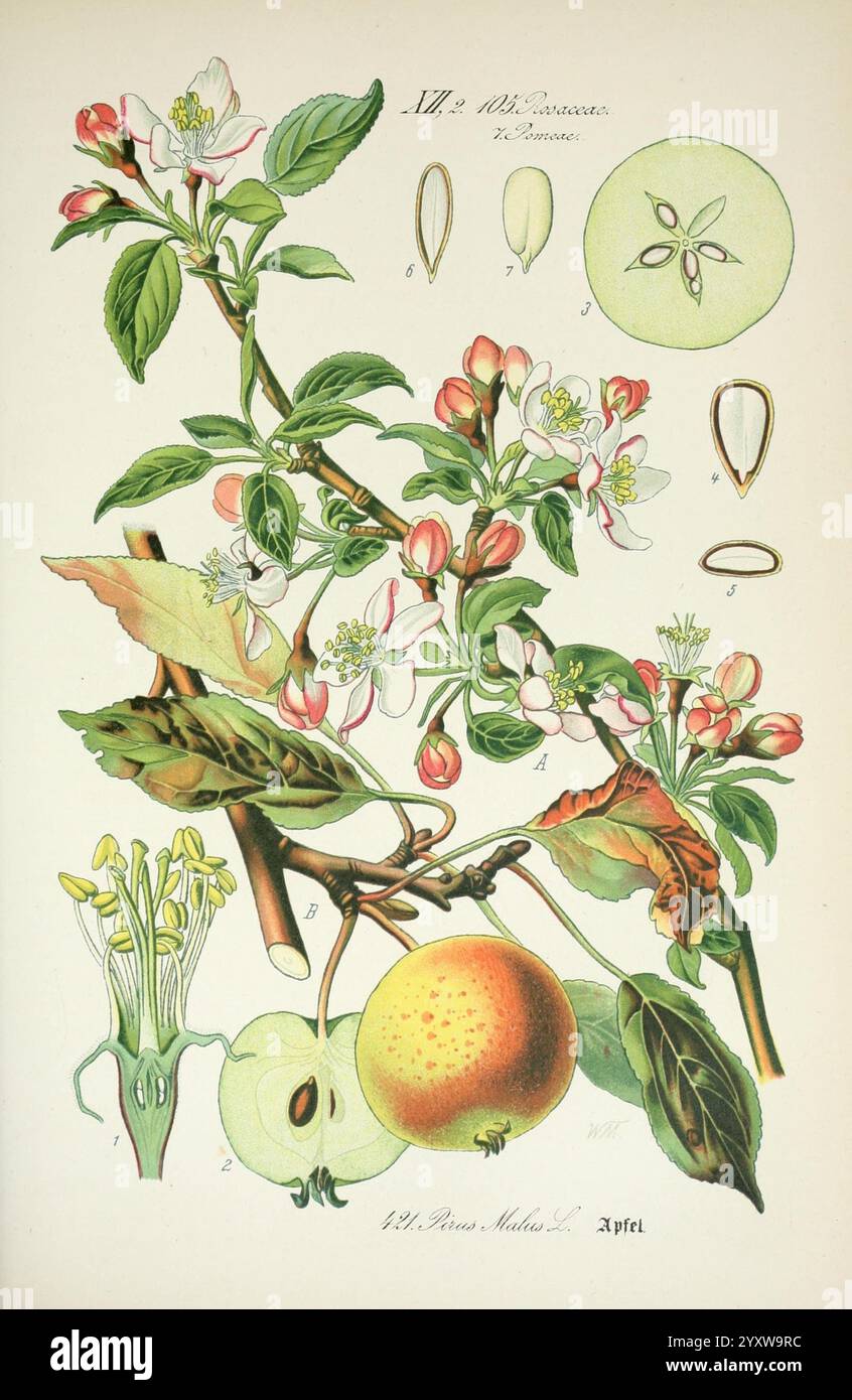 Significant fruit bearing species hi-res stock photography and images ...