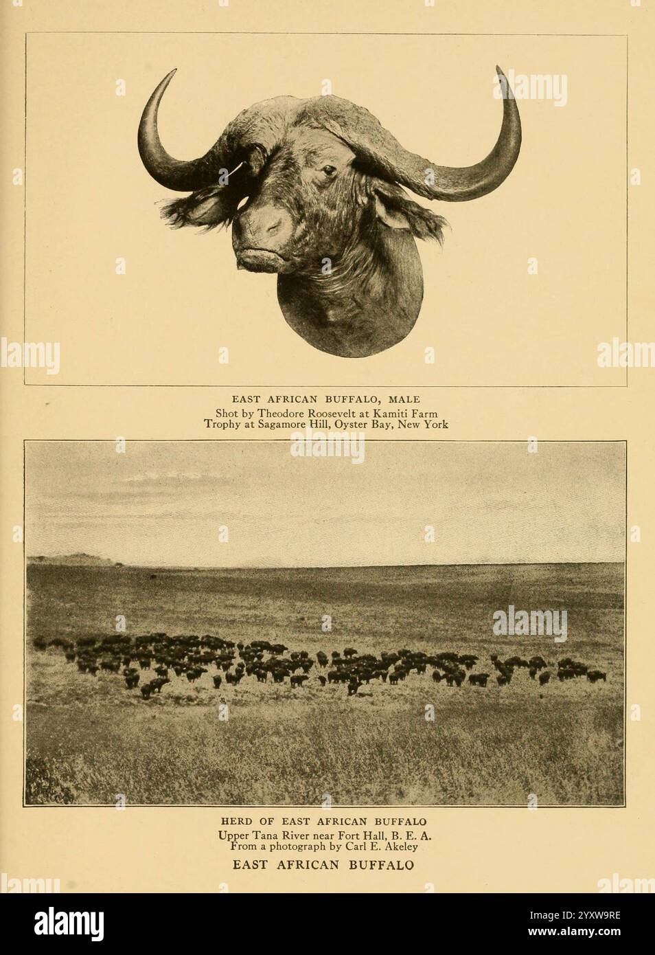 Buffalo specimens hi-res stock photography and images - Alamy