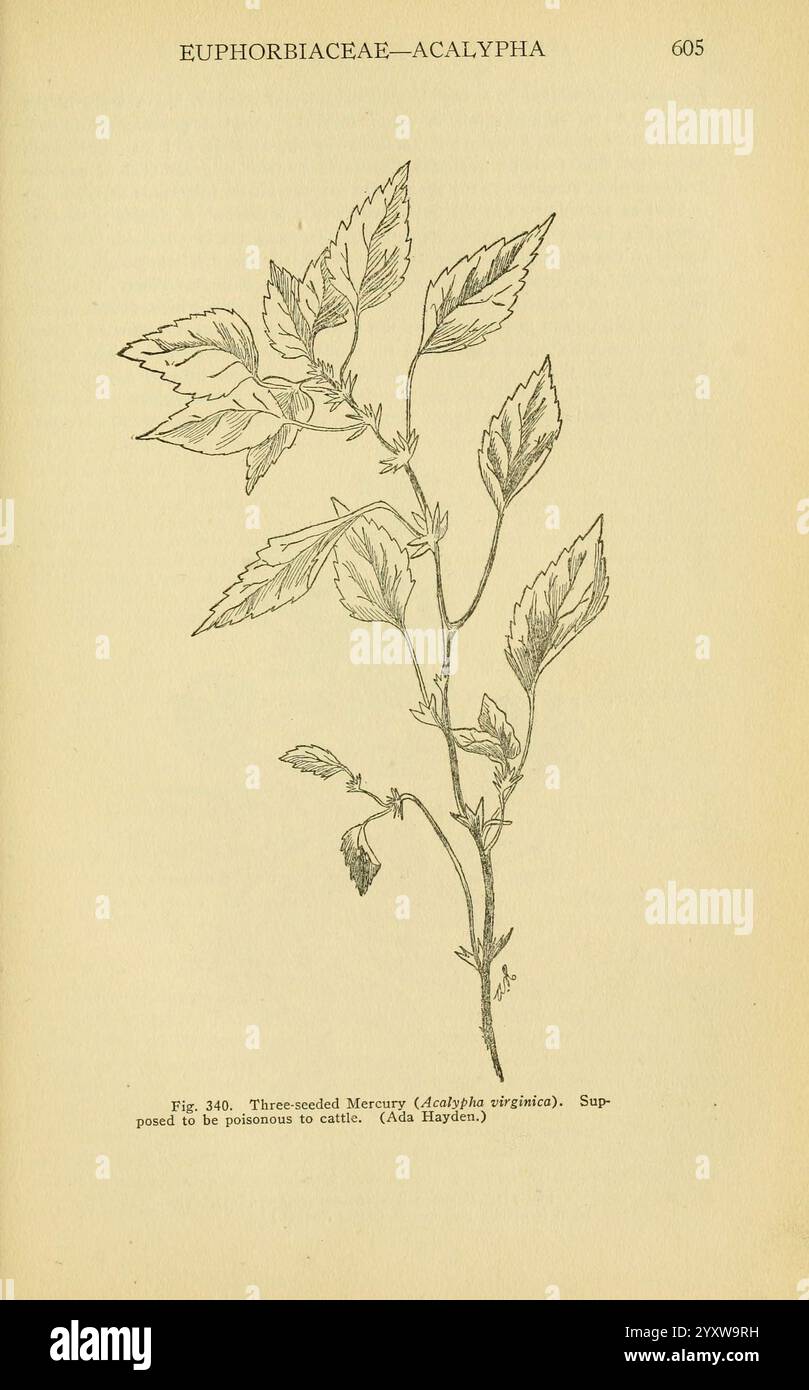 Three seeded mercury plant hi-res stock photography and images - Alamy