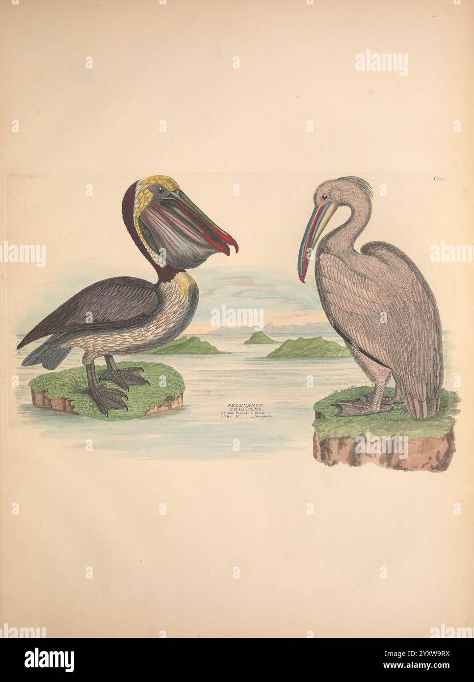 Illustrations of the American ornithology of Alexander Wilson and ...