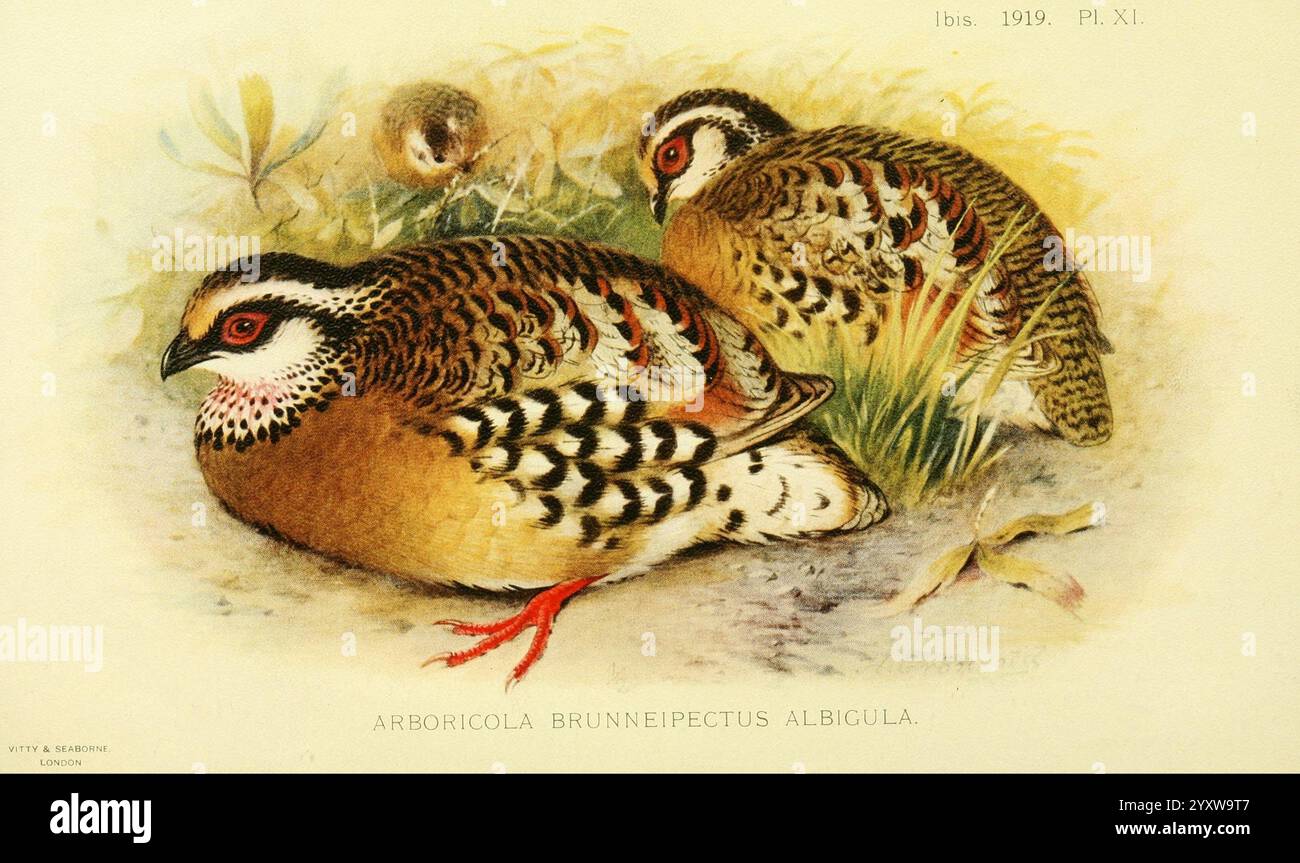 Artwork features two beautifully illustrated birds hi-res stock ...