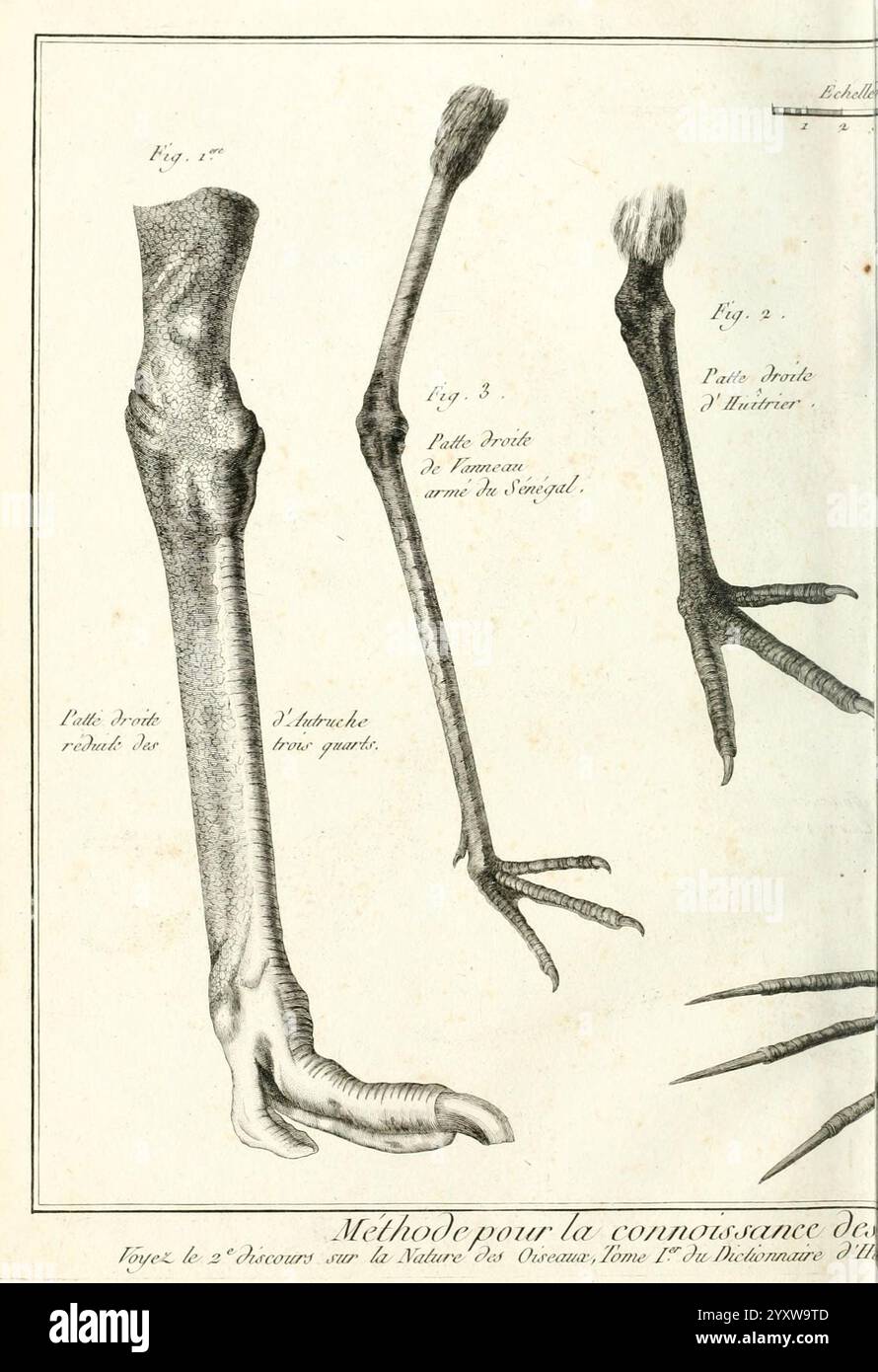 Understanding comparative anatomy hi-res stock photography and images ...