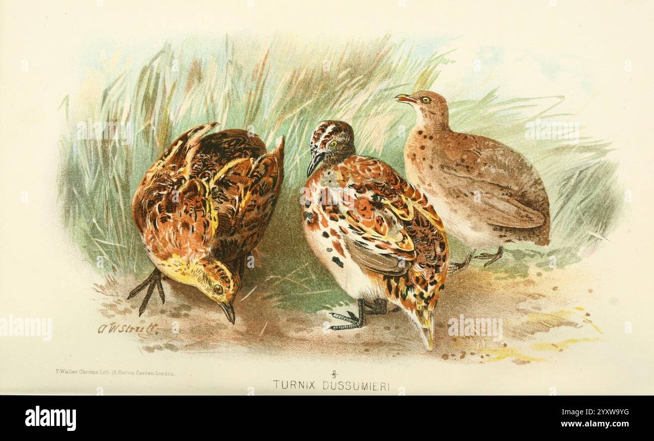 Indian, sporting, birds, London, Francis, Edwards, 1915, birds, game ...