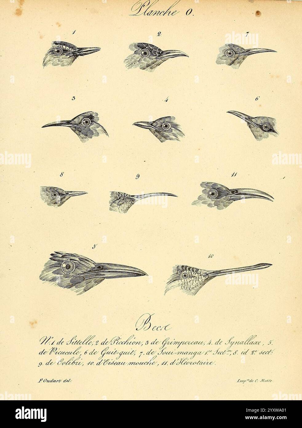 La galerie des oiseaux Paris Carpentier-Méricourt 1834 Birds Pictorial ...