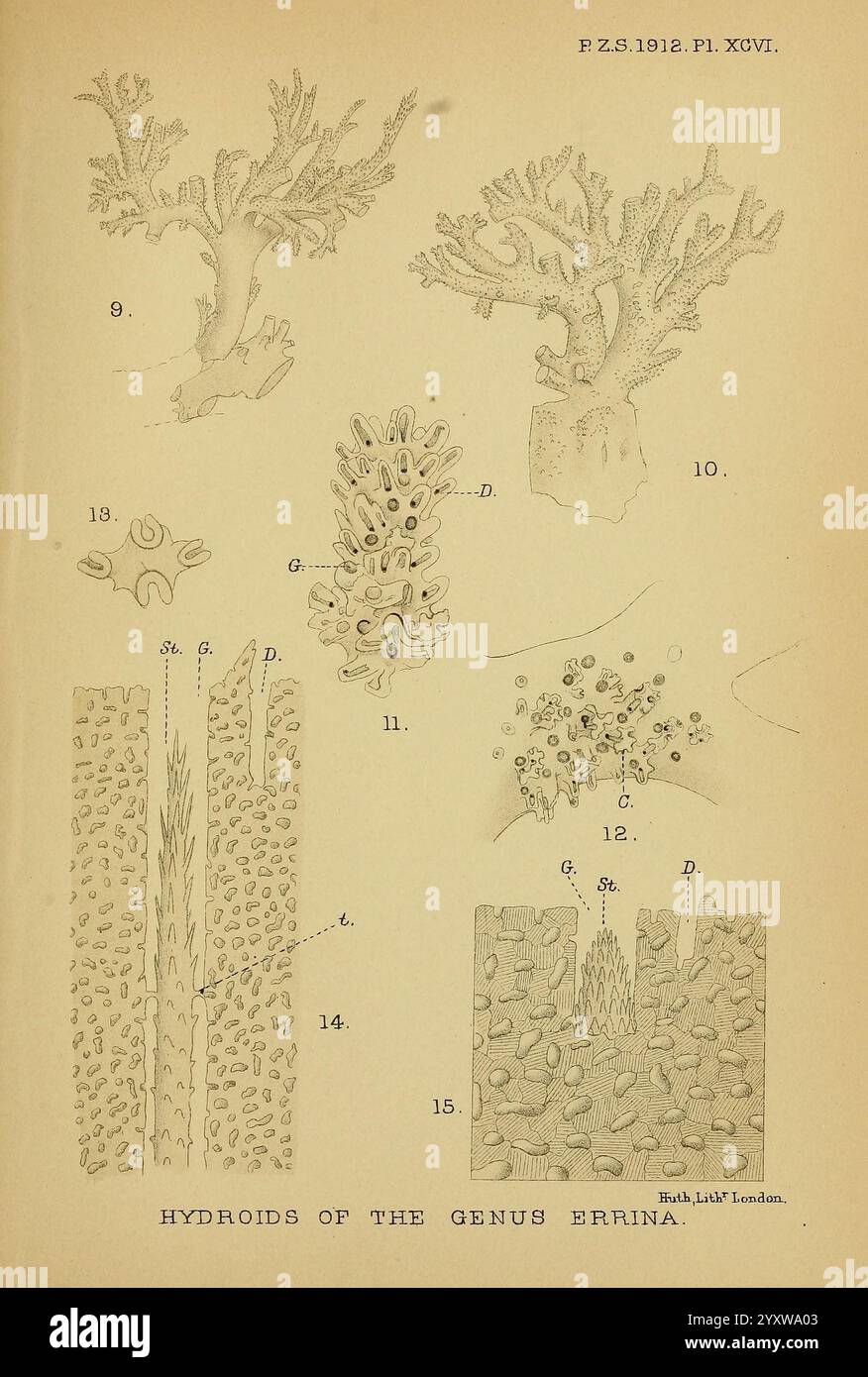 Proceedings of the Zoological Society of London, London, Academic Press ...