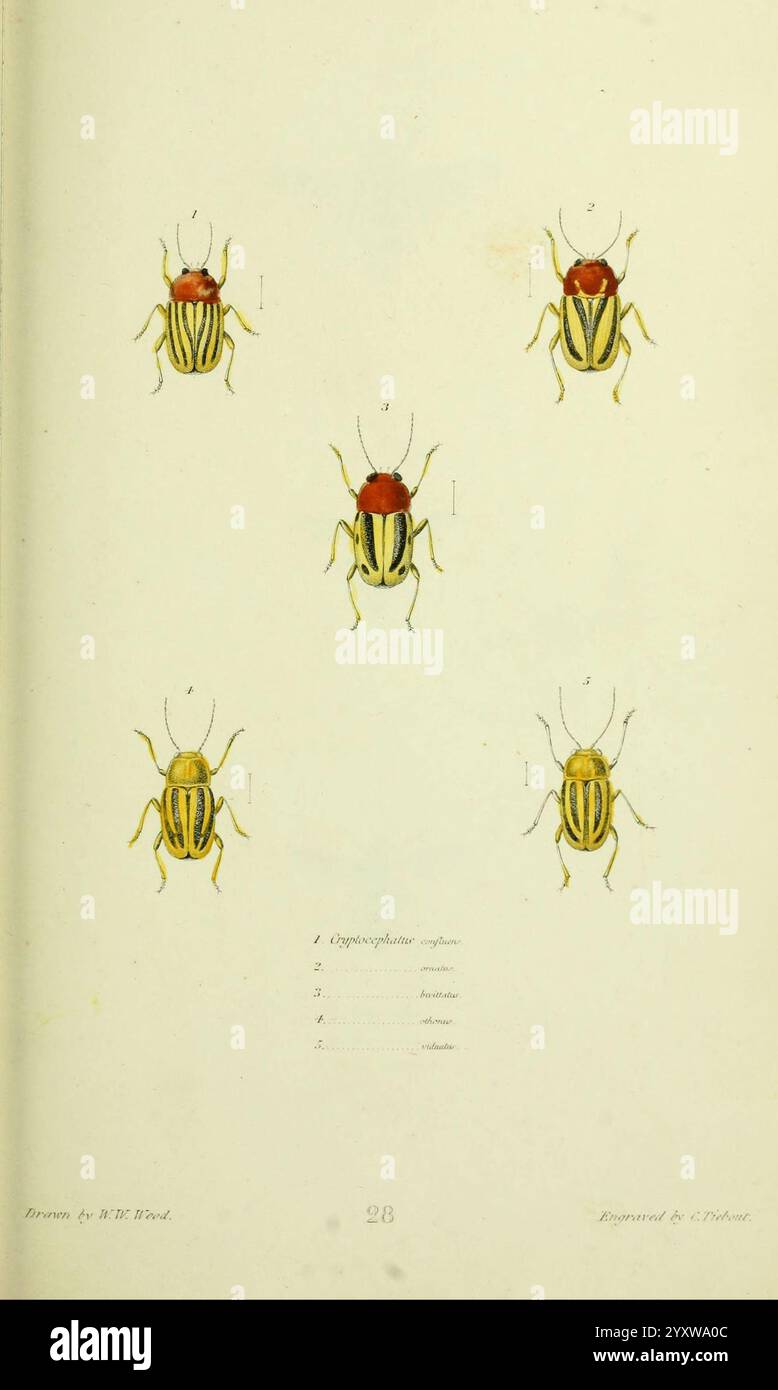 Five distinct beetles hi-res stock photography and images - Alamy