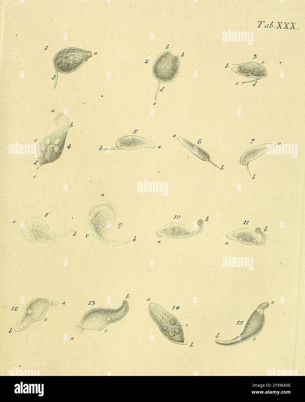 Understanding seed morphology hi-res stock photography and images - Alamy