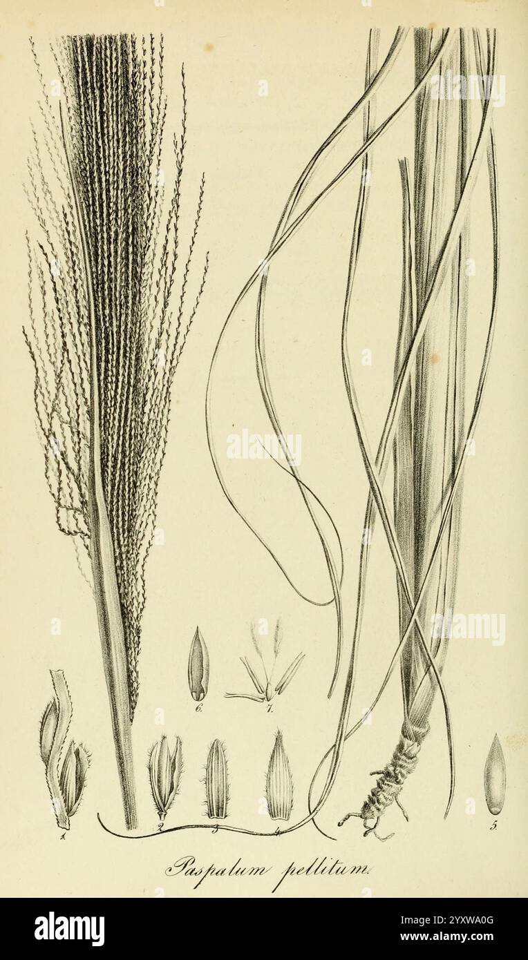 Paspalum genus hi-res stock photography and images - Alamy