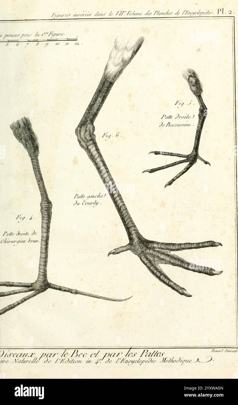 Tableau, encyclopédique, et, méthodique, des, trois, règnes, de, la ...