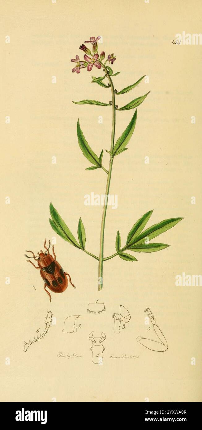 Various insect forms hi-res stock photography and images - Alamy