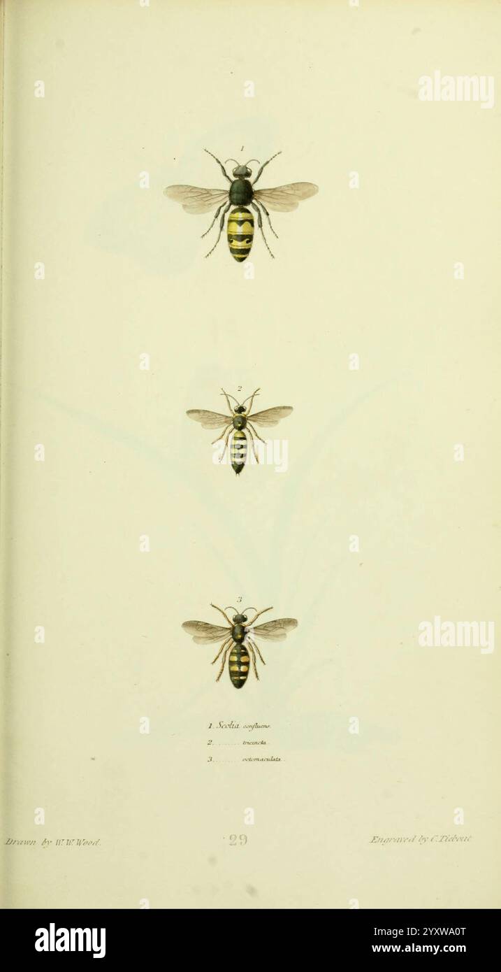 Bottom bee features hi-res stock photography and images - Alamy