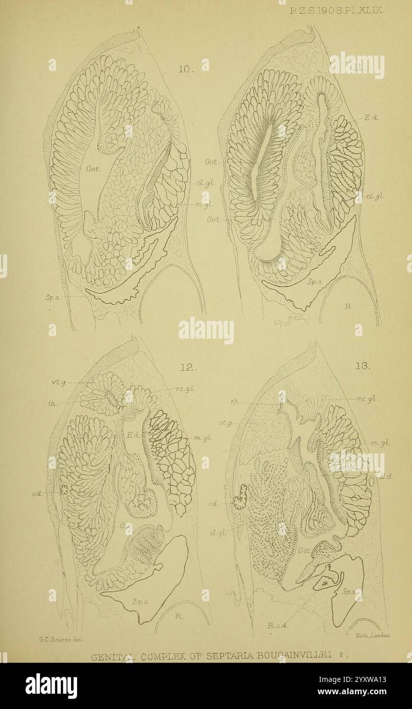 Showcases detailed illustrations hi-res stock photography and images ...