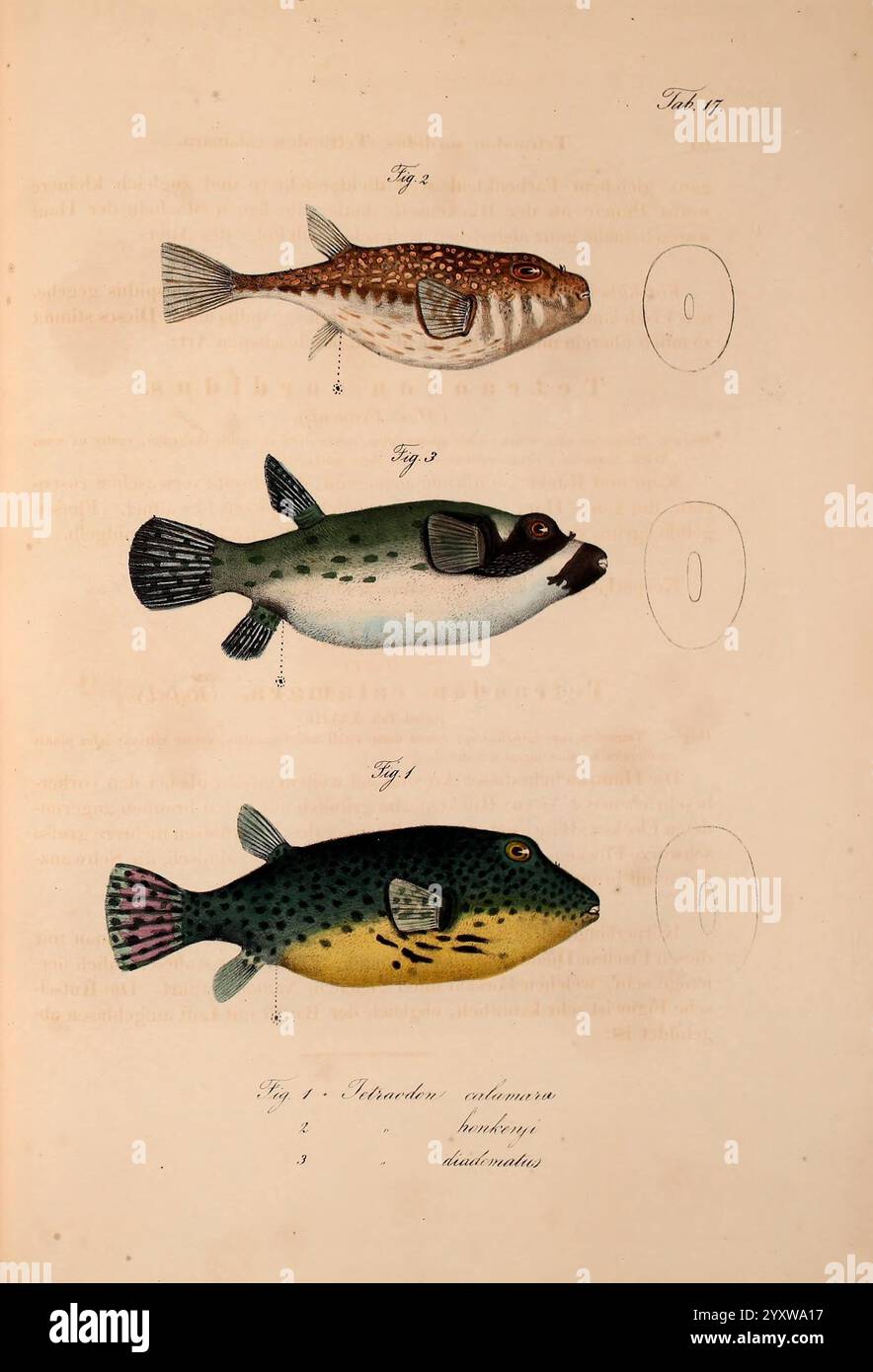 Detailed illustration features three distinct species of fish hi-res ...