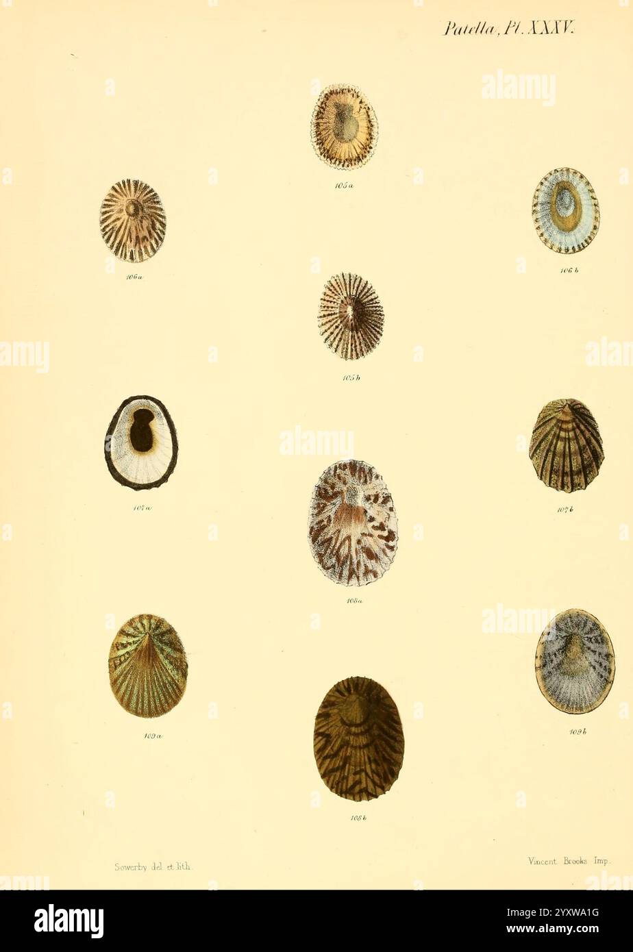 Shell displays unique textures hi-res stock photography and images - Alamy