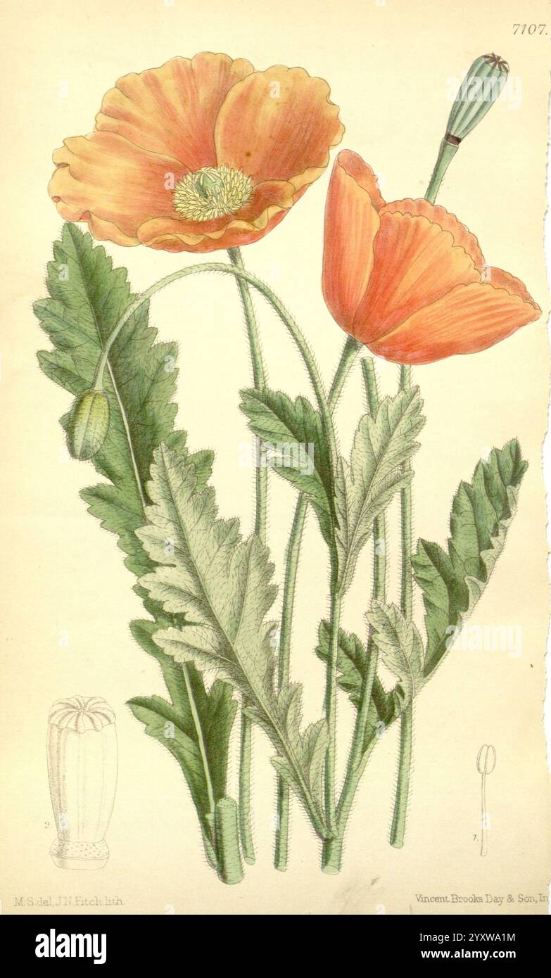 Curtis's Botanical Magazine London, New York Botanical Illustration ...