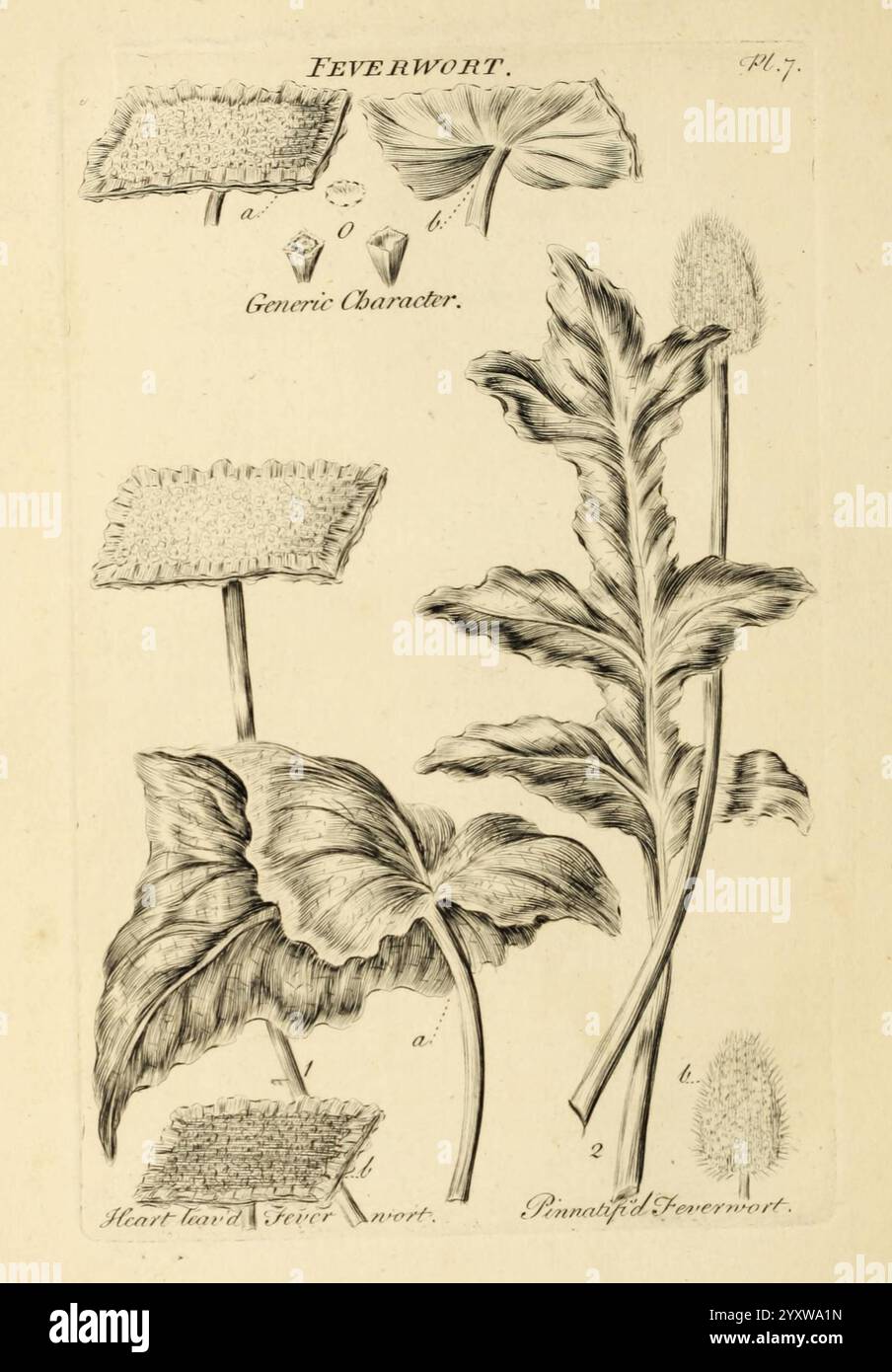 The Vegetable System London 1759-1763 Botany Pictorial Works, The ...