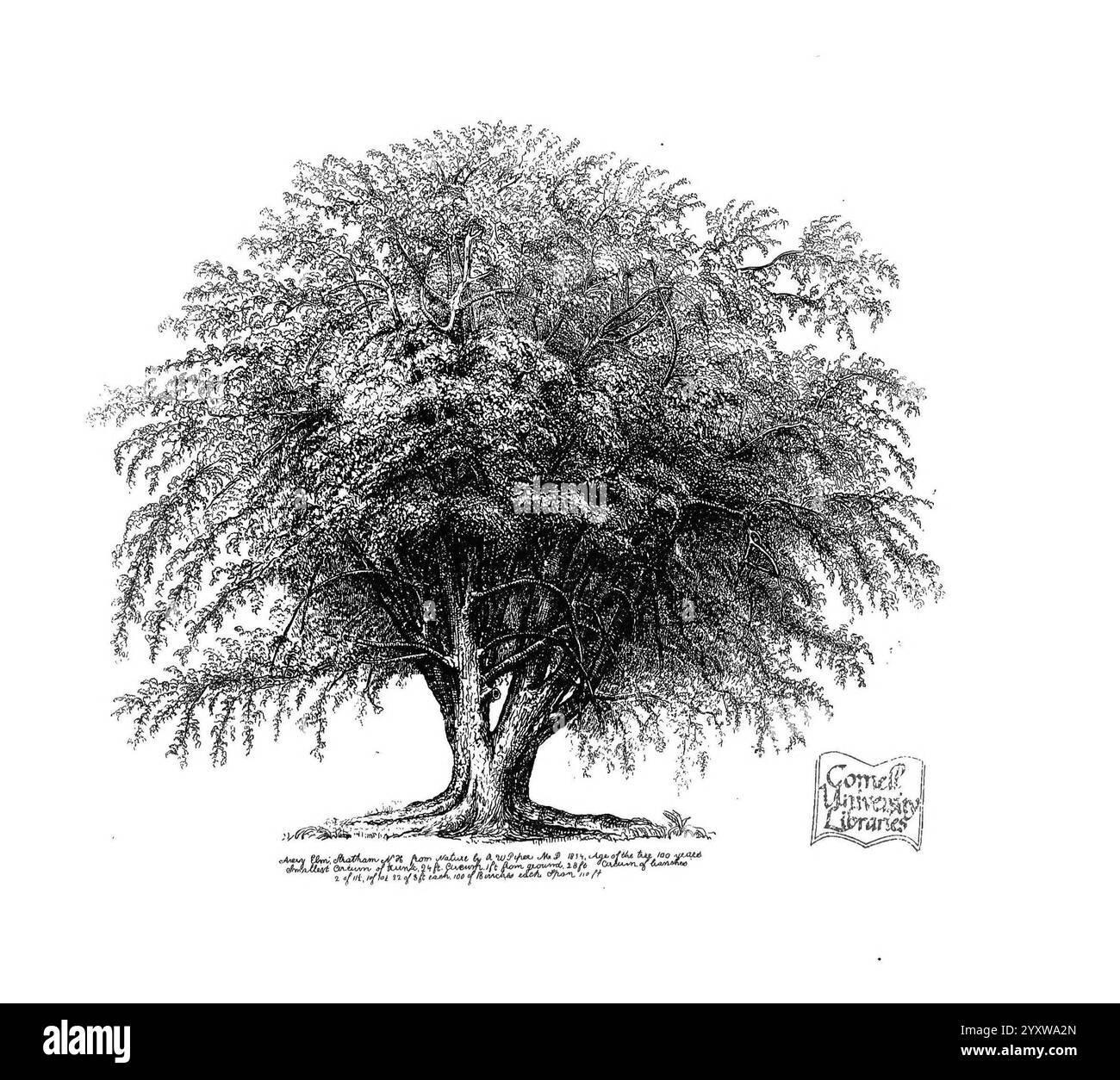 Large rounded leaves Black and White Stock Photos & Images - Alamy