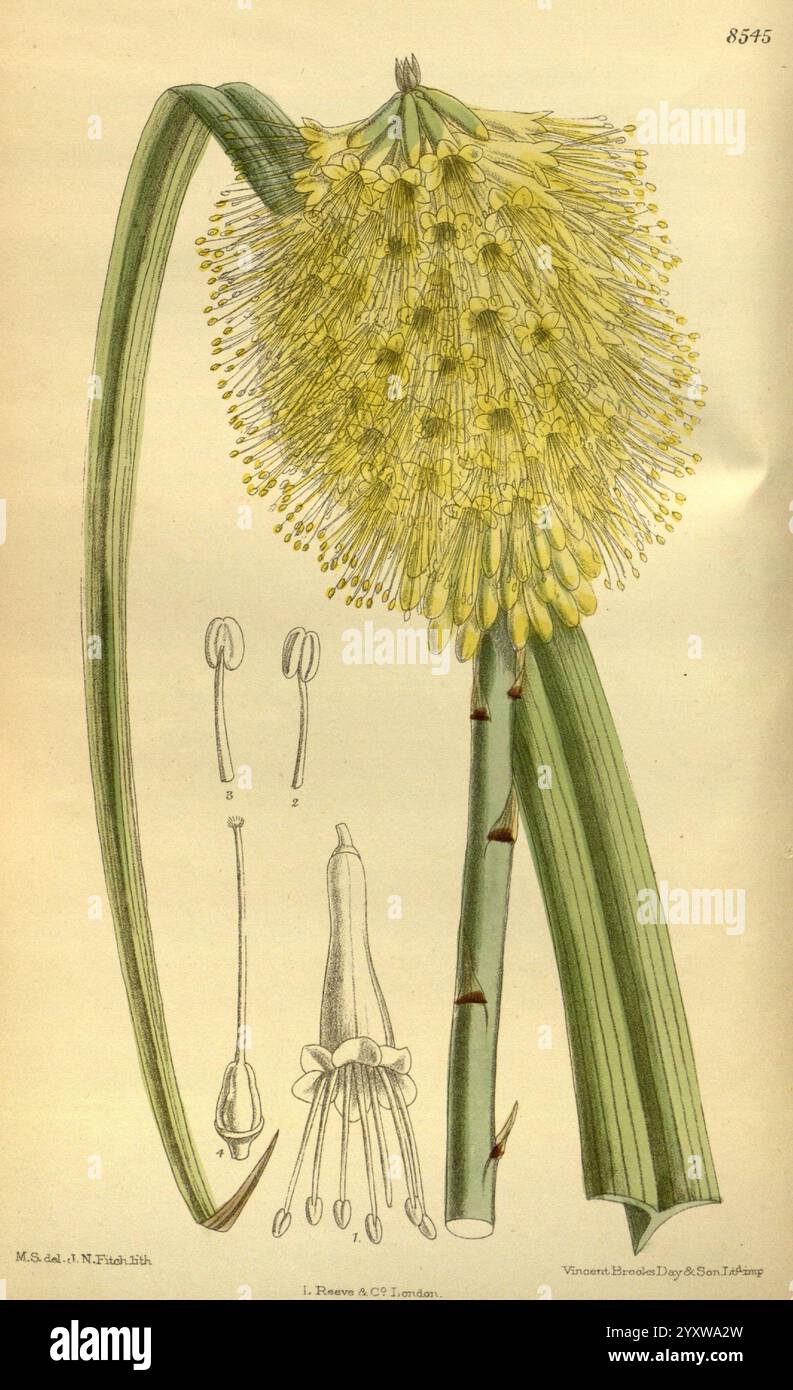 Curtis's botanical magazine, London, New York, botanical illustration ...