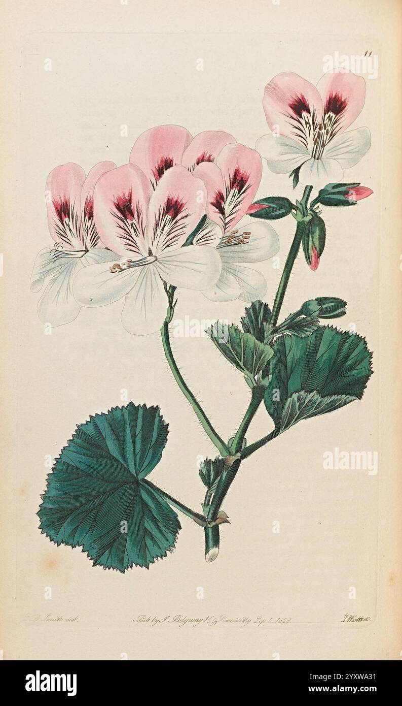 Striking reddish purple markings hi-res stock photography and images ...