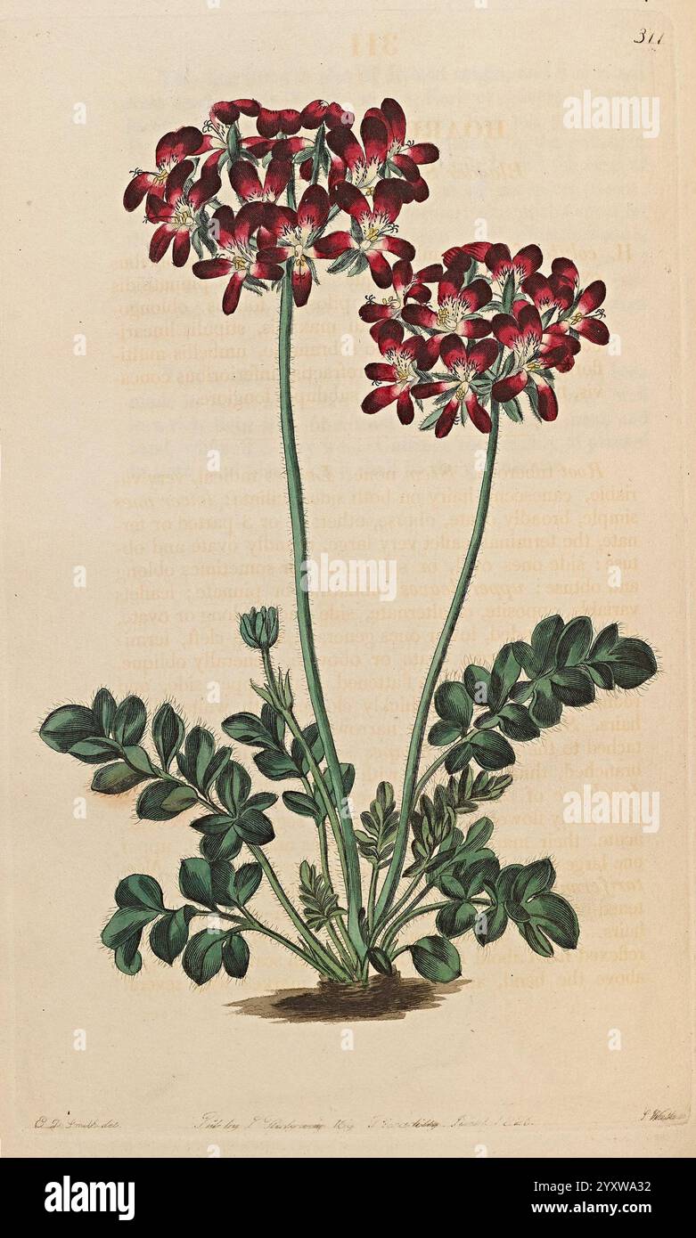 Geraniaceae, London, Printed for James Ridgway, Piccadilly, 1820-1830 ...