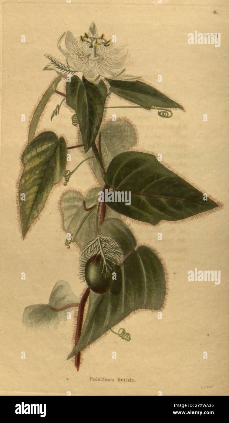 Passion flower climbing tendrils hi-res stock photography and images ...