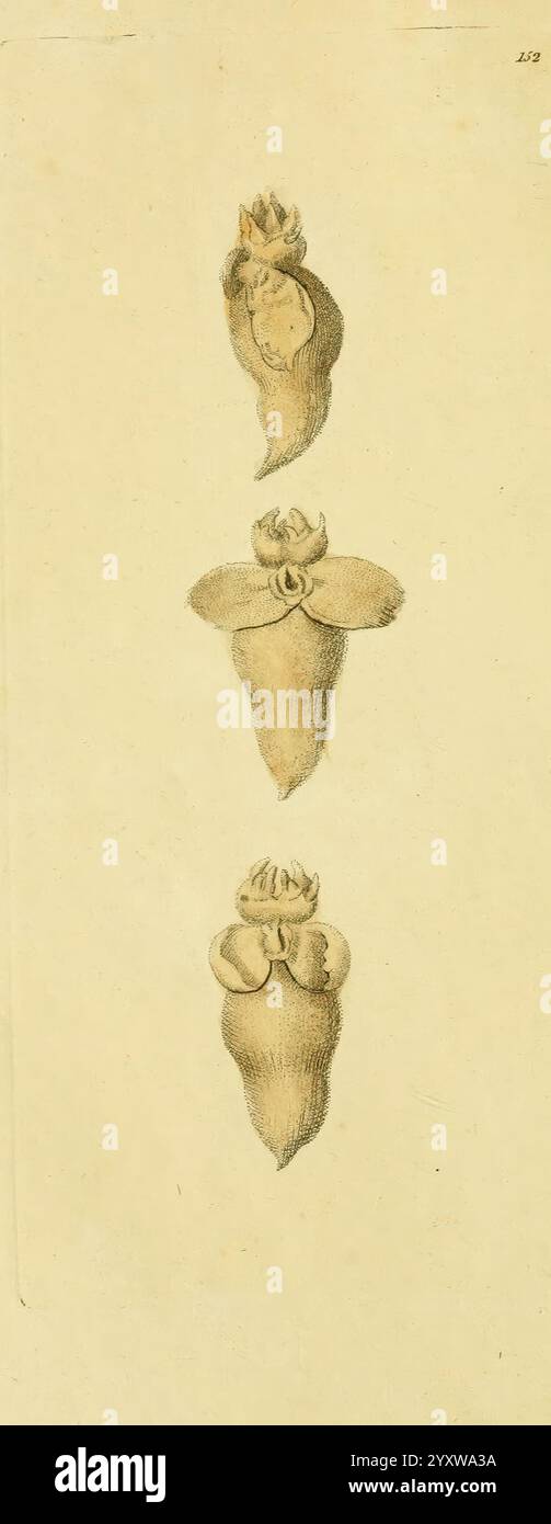 Exhibiting unique shapes hi-res stock photography and images - Alamy