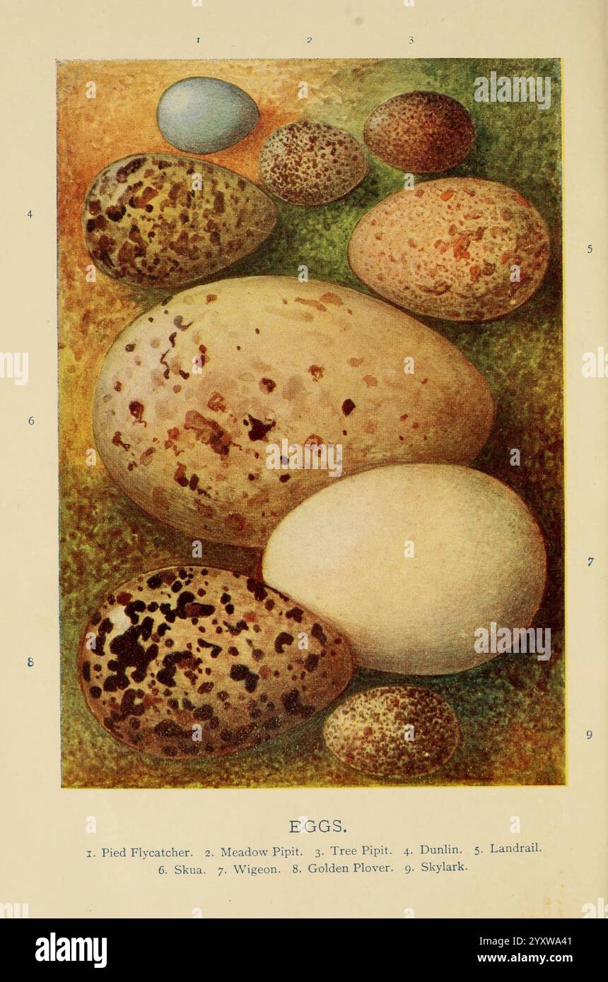 Birds' nests, eggs, egg-collecting, 1896, birds, eggs, Great Britain ...