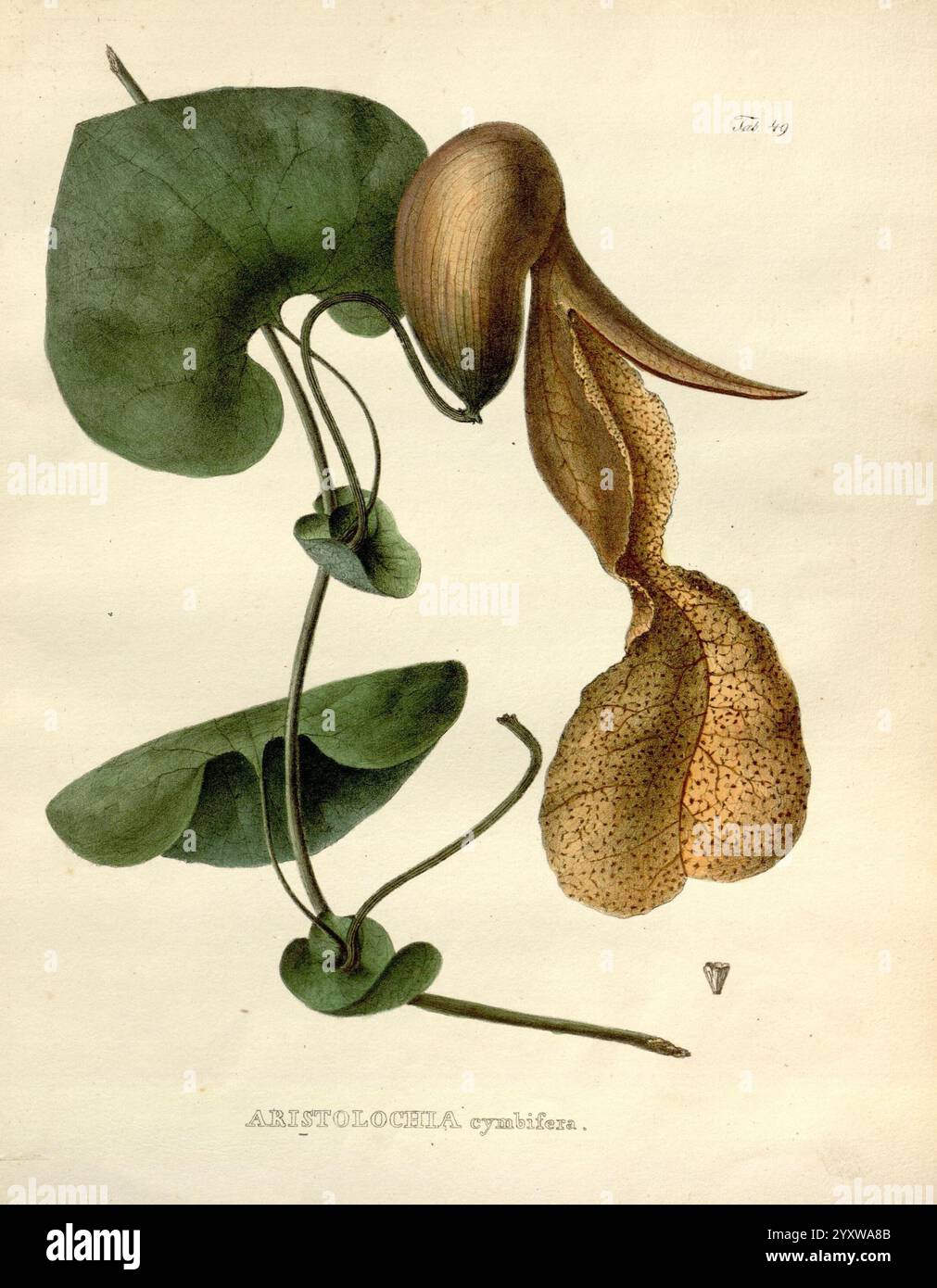 Bulbous appendage hi-res stock photography and images - Alamy