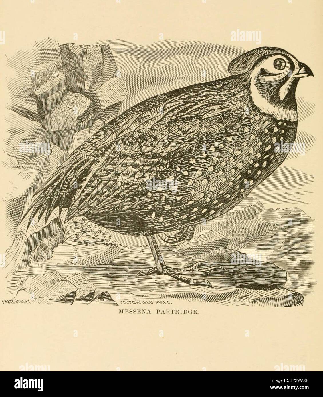 Frank Schley's American partridge and pheasant shooting, Frederick, Md ...