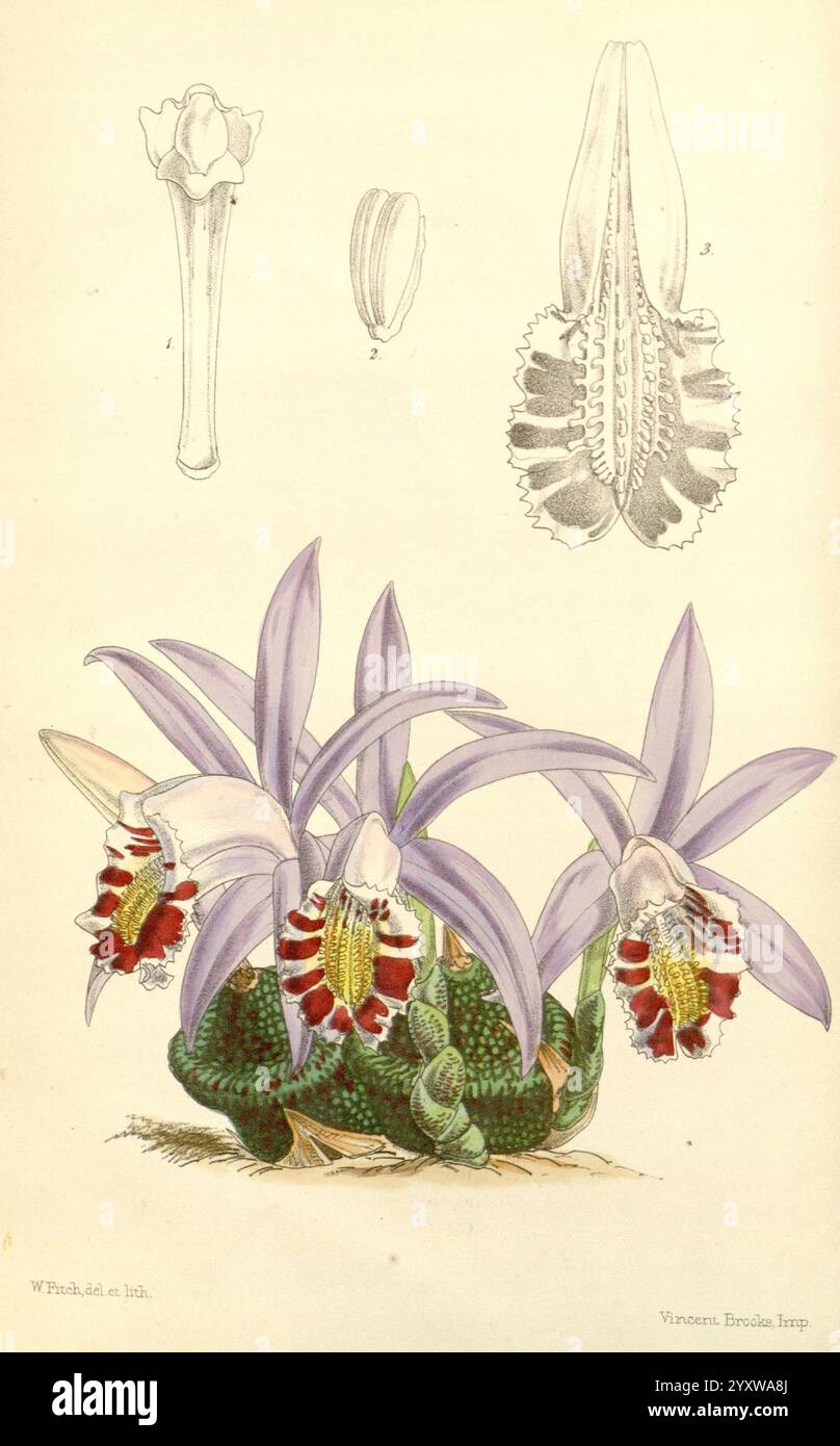 Detailed botanical drawings highlighting hi-res stock photography and ...