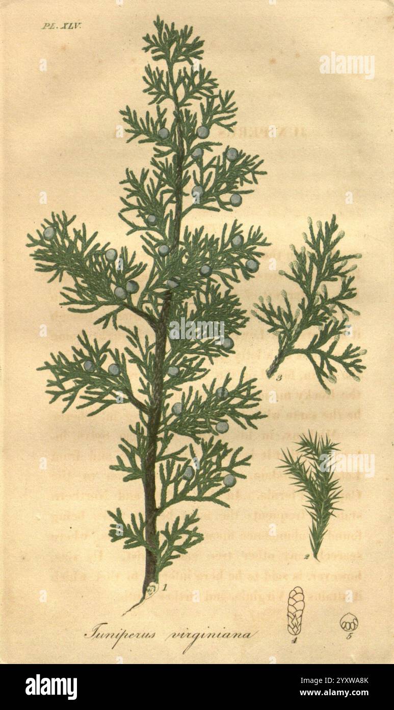 Showcasing various branch configurations hi-res stock photography and ...