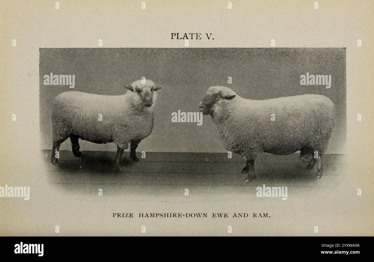 Pair woolly sheep stands hi-res stock photography and images - Alamy