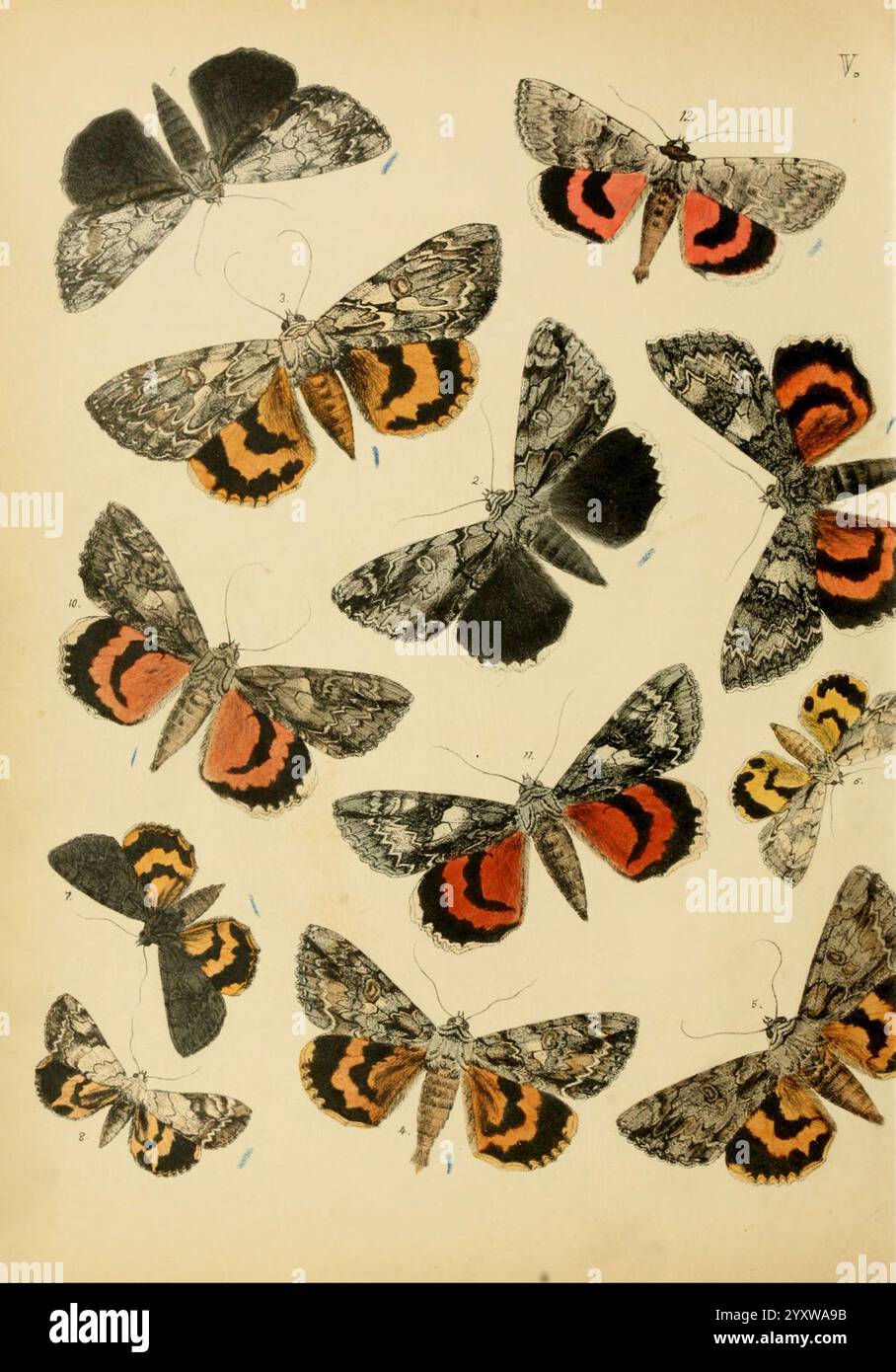 Lepidoptera, Rhopalocera and Heterocera, indigenous and exotic, Reading ...