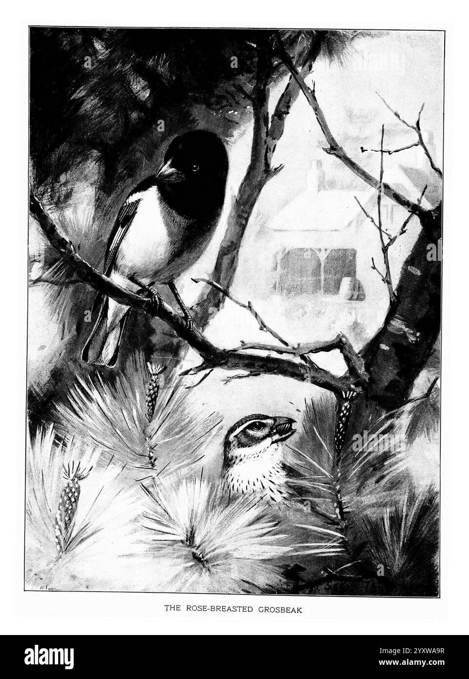 Bird portraits, Boston, Ginn & Company, 1901, birds, Pheucticus ...