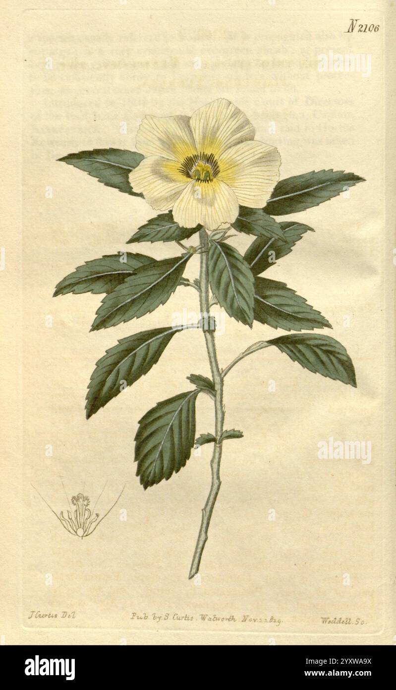 Curtis's Botanical Magazine London, New York Botanical Illustration ...