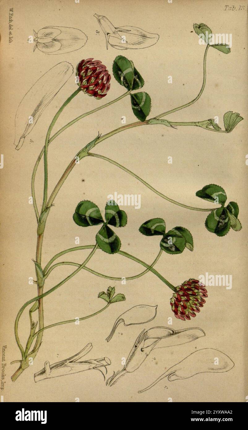 Journal of Botany, British and Foreign. London, Robert Hardwicke, 1863 ...