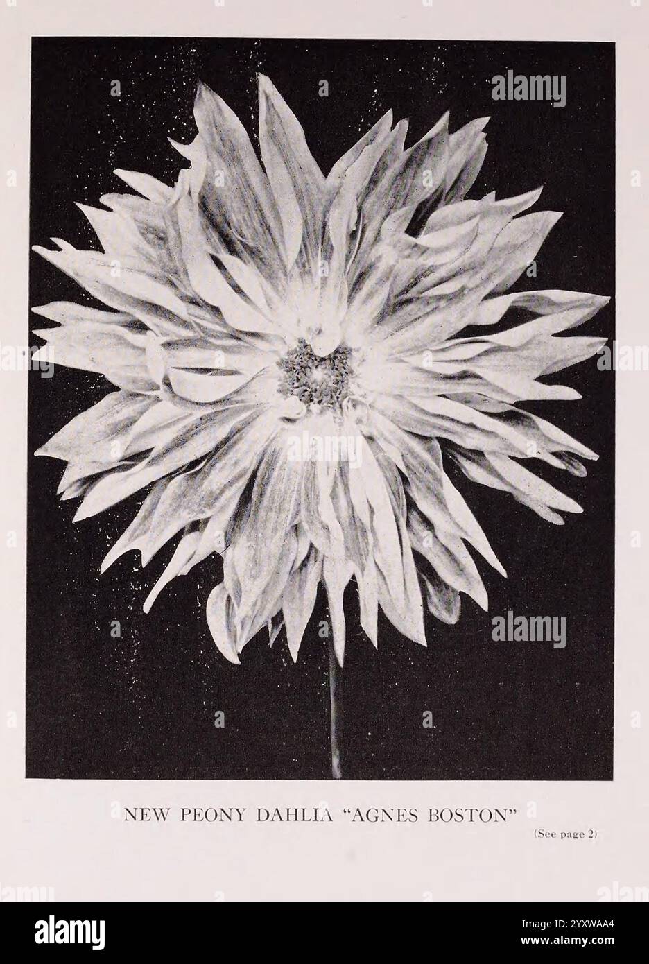 Grand Prix Dahlias, San Mateo, Calif, Bessie Boston Dahlia Farm ...