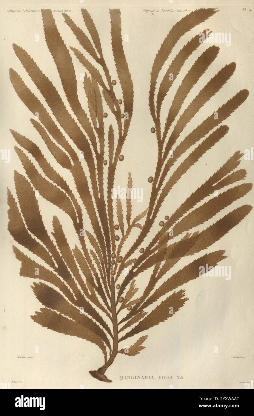 Marine alga recognized hi-res stock photography and images - Alamy