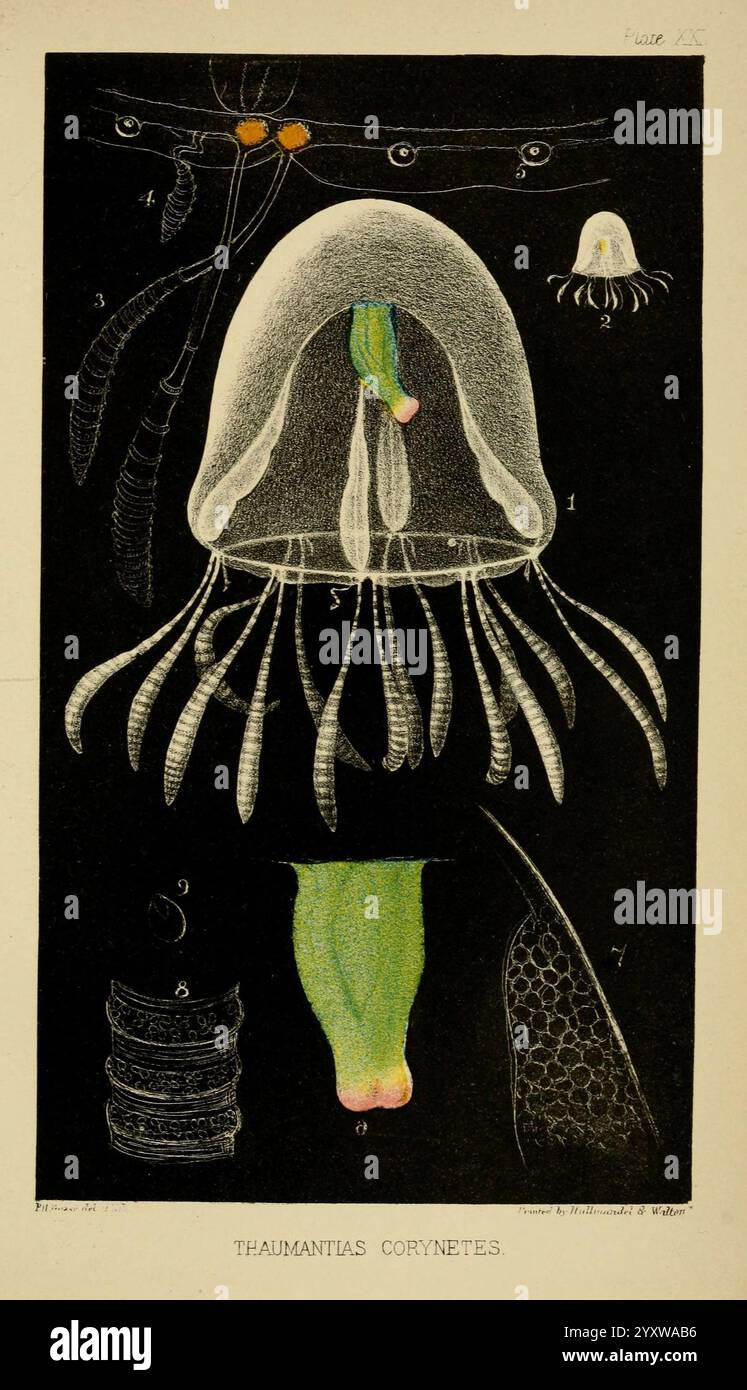 A naturalist's rambles on the Devonshire coast, London, John Van Voorst ...