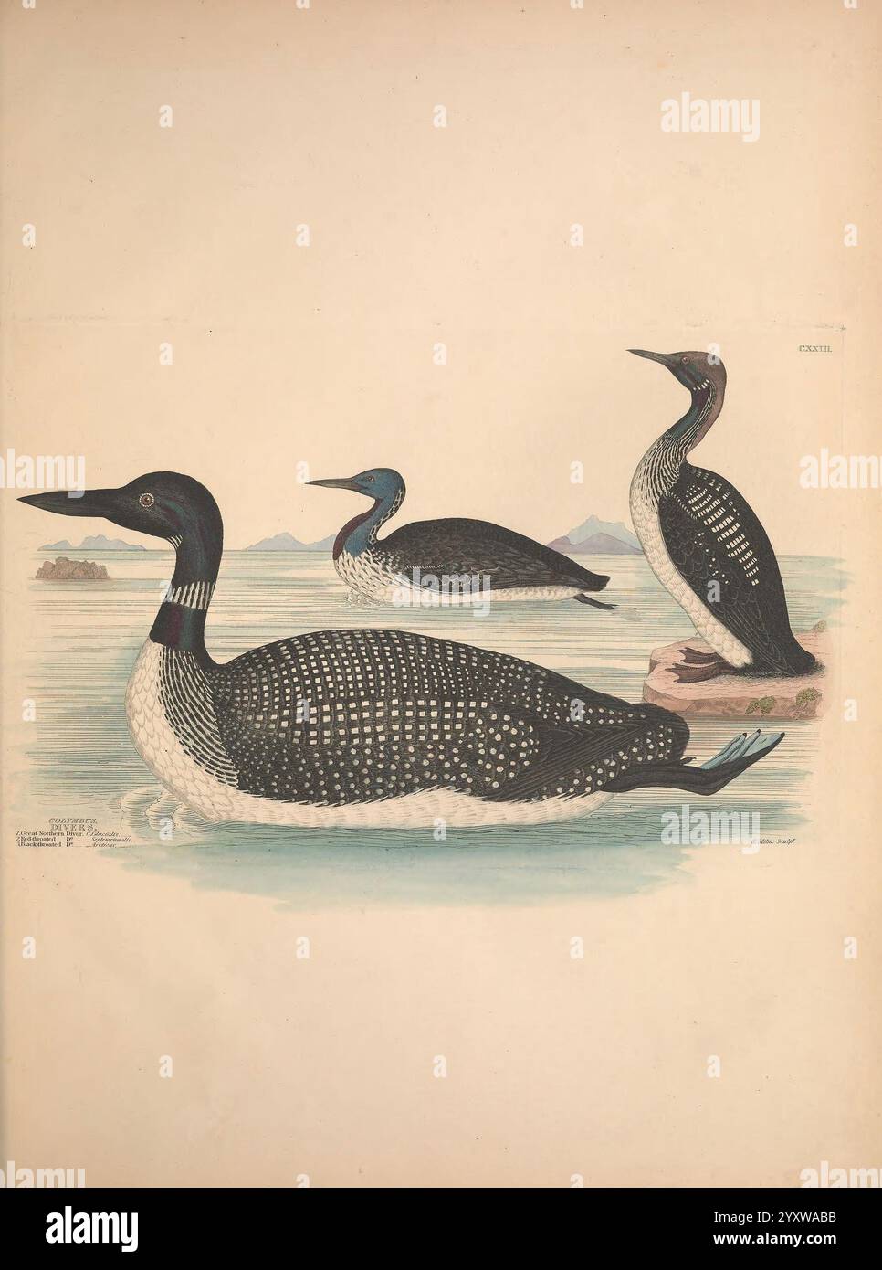 Illustrations of the American ornithology of Alexander Wilson and ...