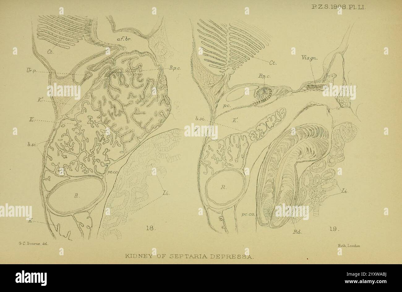 Detailed anatomical diagram showcasing hi-res stock photography and ...