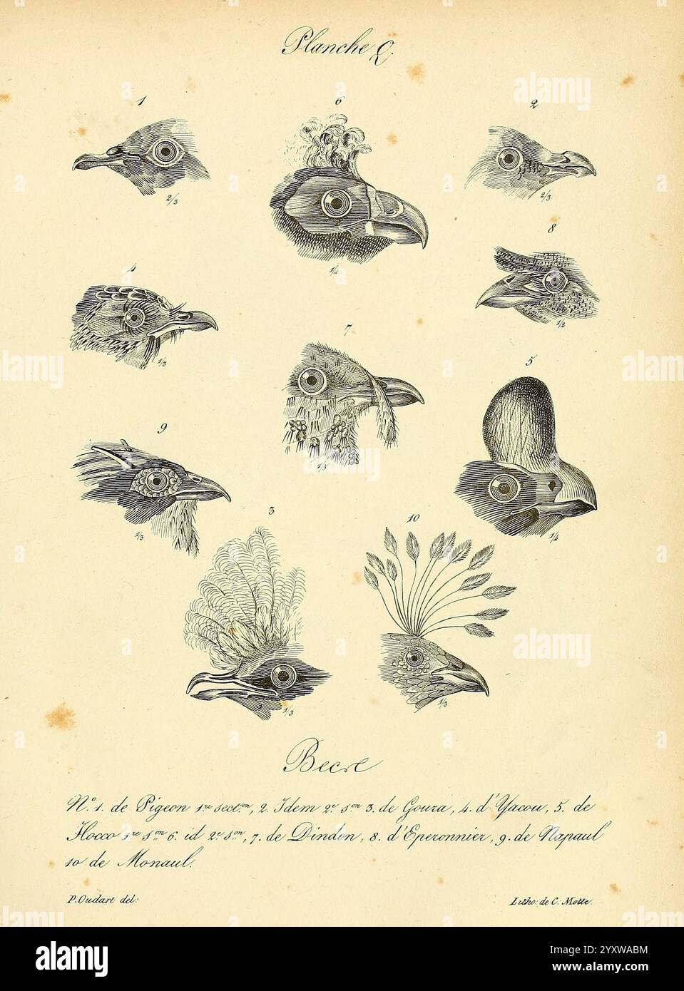 La galerie des oiseaux Paris Carpentier-Méricourt 1834 birds pictorial ...
