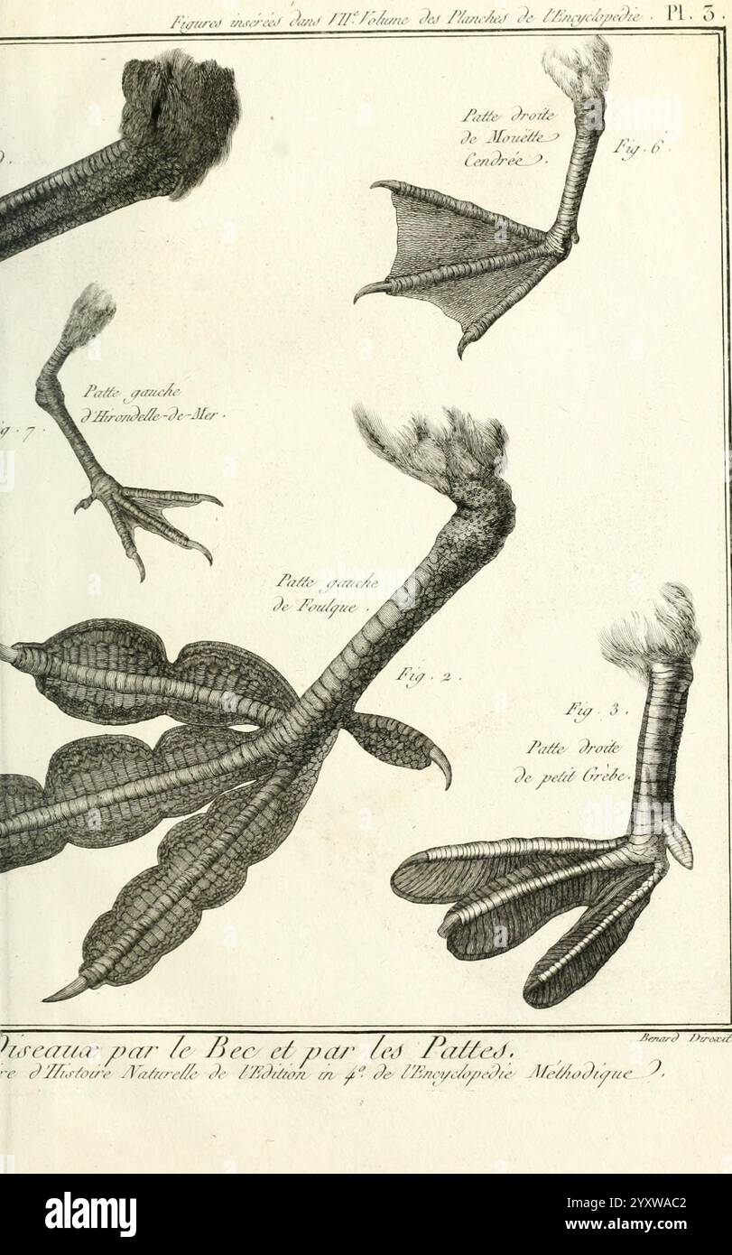 Tableau encyclopédique et méthodique des trois règnes de la nature A ...