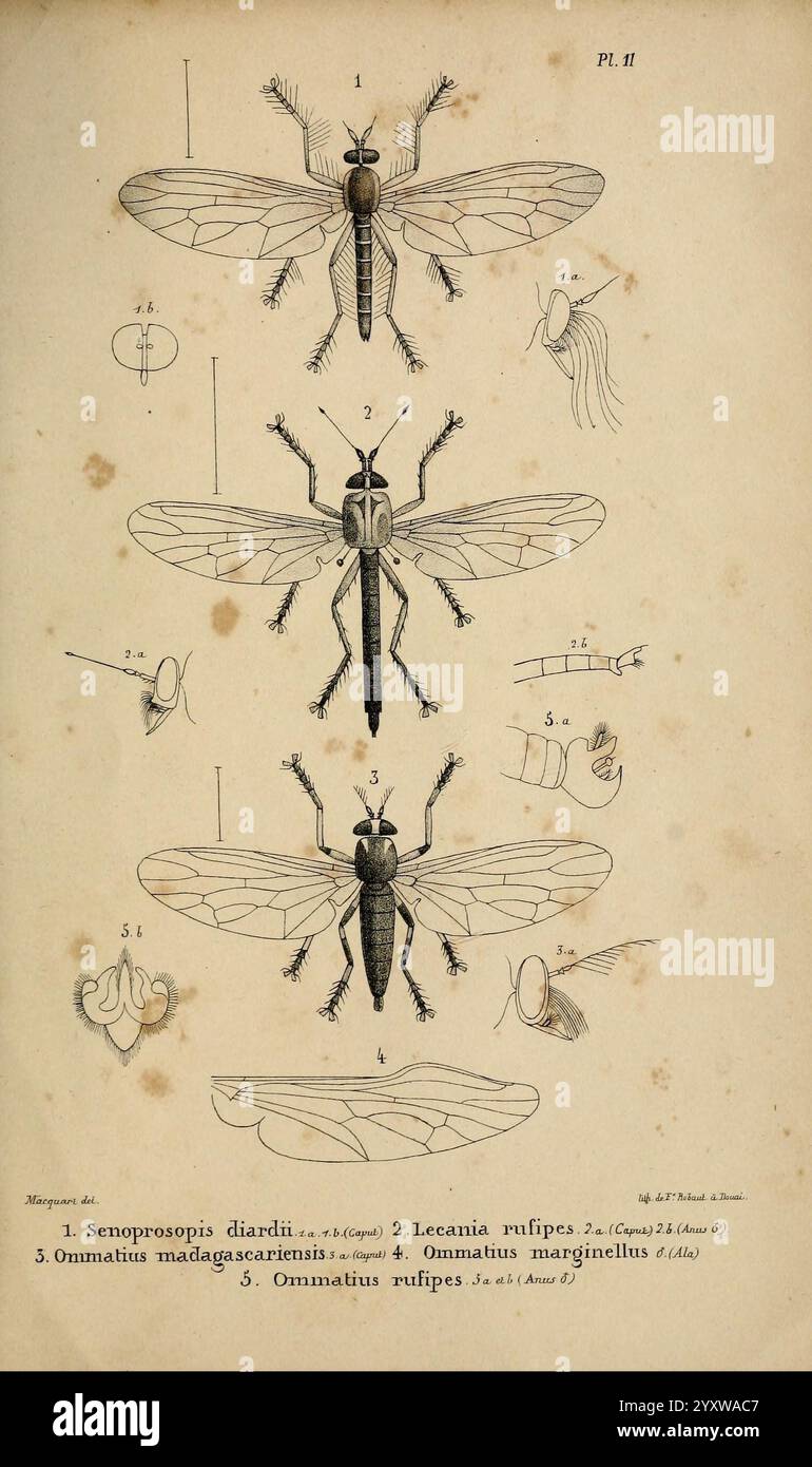 Diptères exotiques nouveaux ou peu connus Paris, Roret, 1838-1843 ...