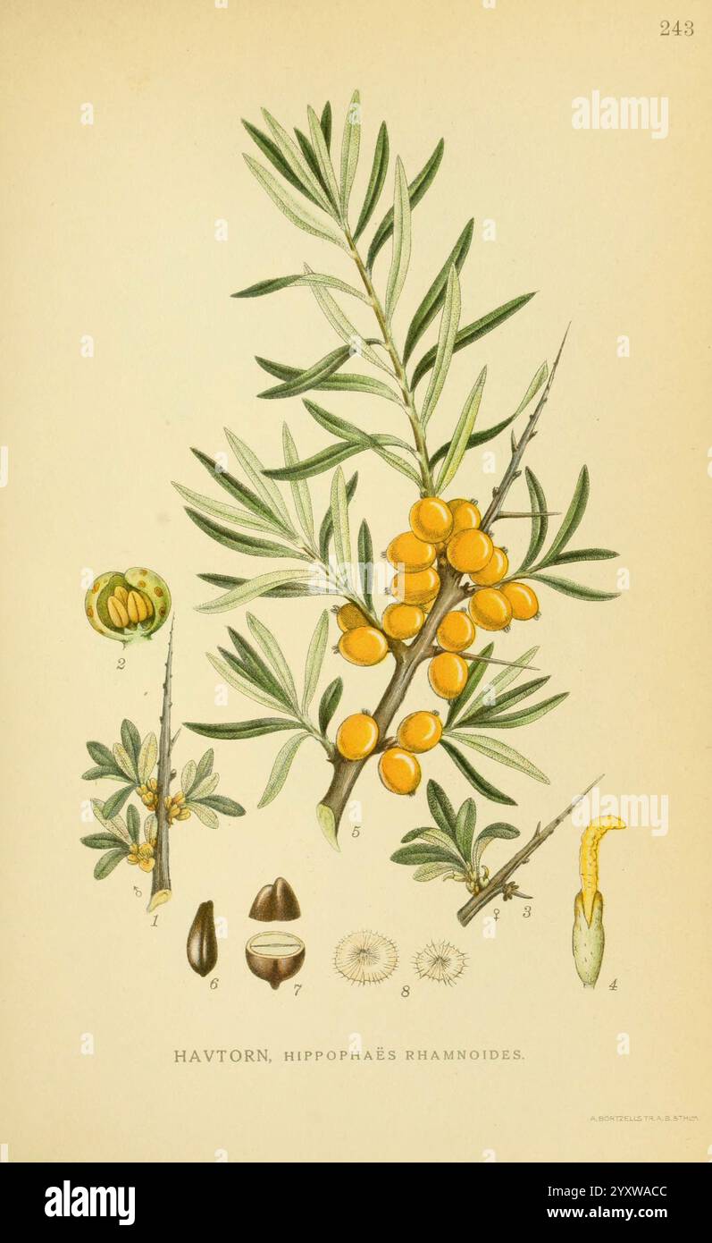 Billeder af nordens flora. v.1 København, G.E.C. Gad's forlag,1917-1927 ...