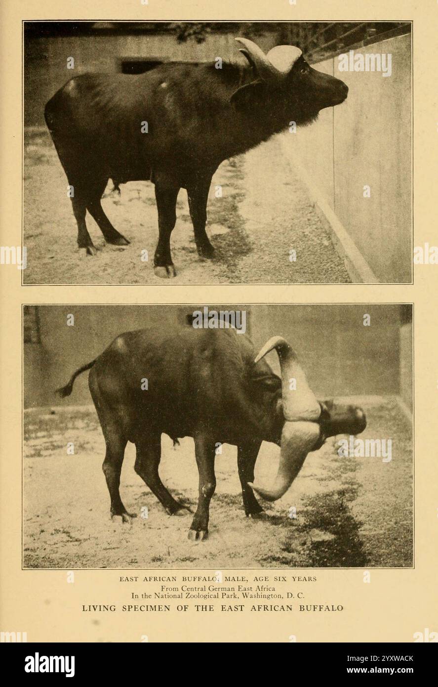 Life-histories of African game animals, New York, C. Scribner's Sons ...