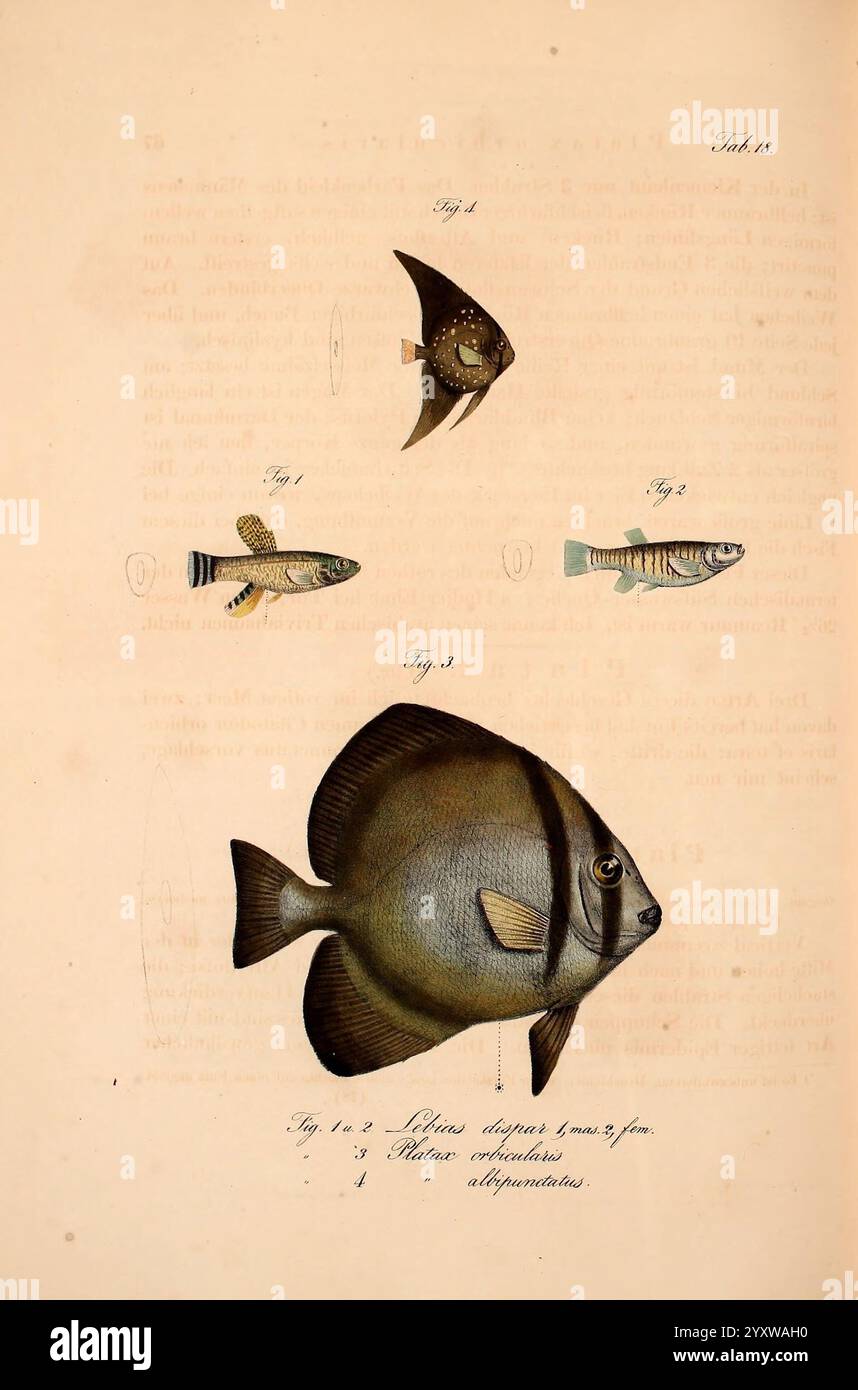 Illustration depicts two fish species hi-res stock photography and ...