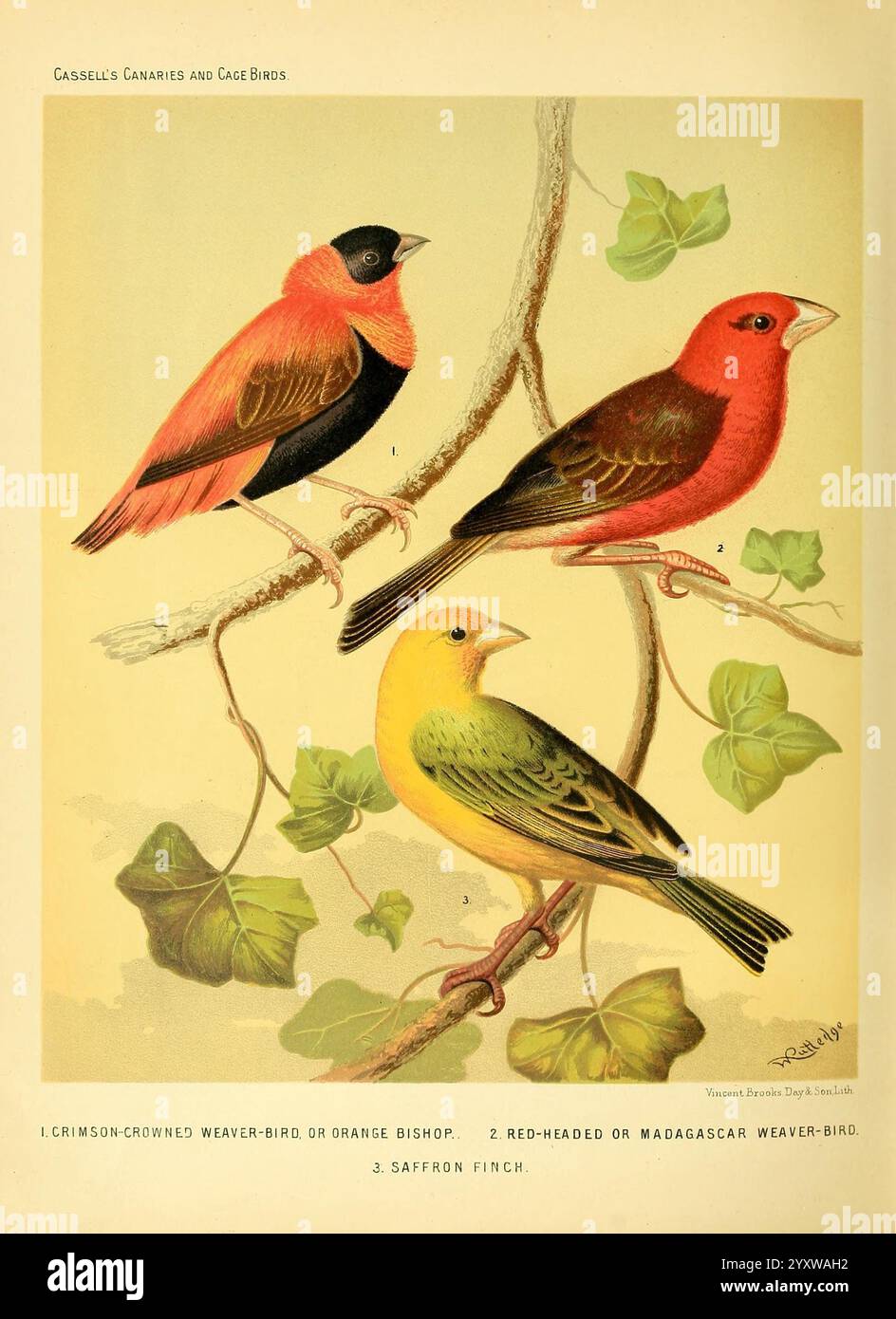 Saffron finch stands hi-res stock photography and images - Alamy
