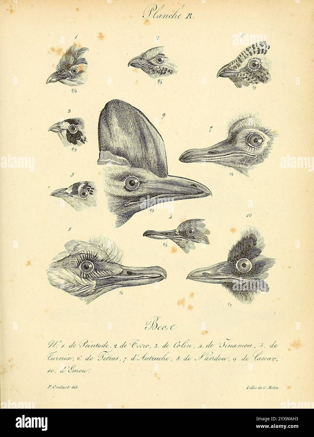 La galerie des oiseaux Paris Carpentier-Méricourt 1834 Birds Pictorial ...